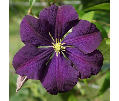 Абрикос Аврора купить Саженцы плодовых деревьев в Украине Цена на Ecosad