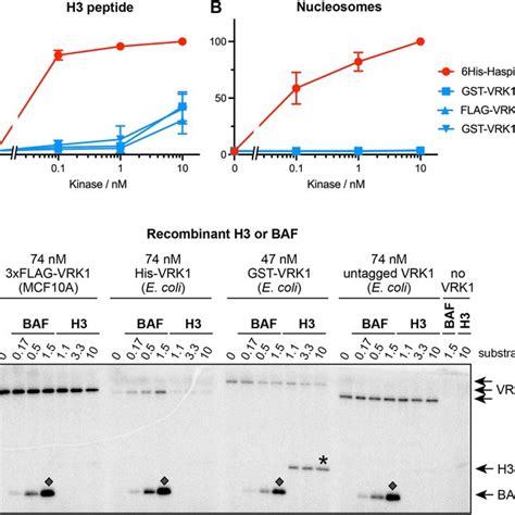 Immunofluorescence Microscopy Of Histone H3 Phosphorylation In Hap1 Download Scientific Diagram