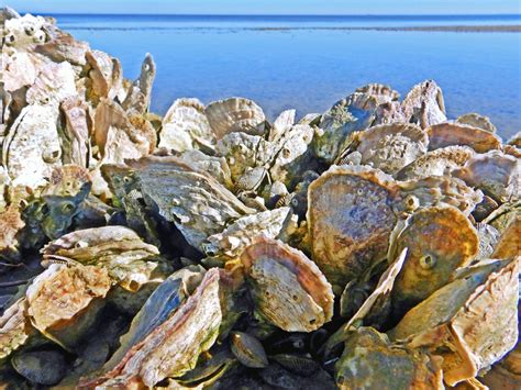 Oyster Life Cycle Stupell Industries Oyster Marine Life Anatomy Facts