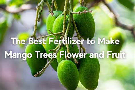 Best Mango Fertilizer For Abundant Flowers And Fruit