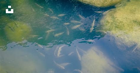 물속에서 헤엄치는 물고기 무리 사진 Unsplash의 무료 물 이미지