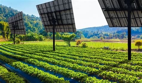Elevated Solar Trackers Offer A Compatible And High Efficiency Agrisolar Solution For Farmers