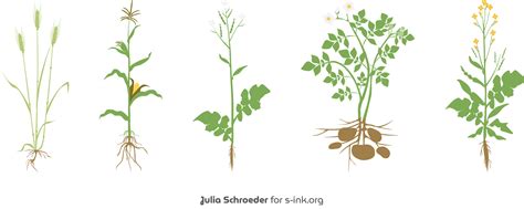 Crops And Cover Crops Collection Accessible Science Graphics Collection