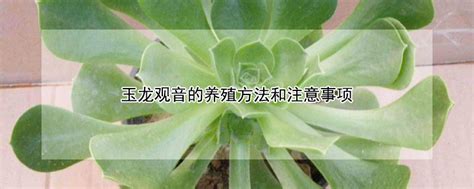 玉龙观音的养殖方法和注意事项 发财农业网