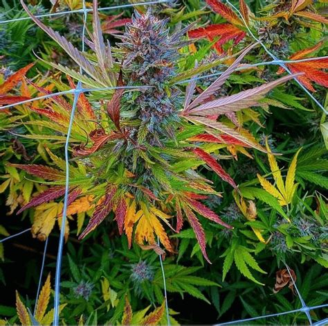 The Green Color Chlorophyll Fades At The End Of The Season This Allows The Plants Other