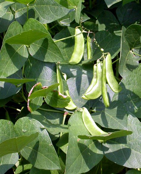 Growing And Care Of Lima Beans How To Grow Lima Beans Butter Beans