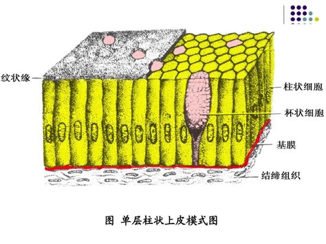 大学组胚上皮组织 word文档在线阅读与下载 无忧文档