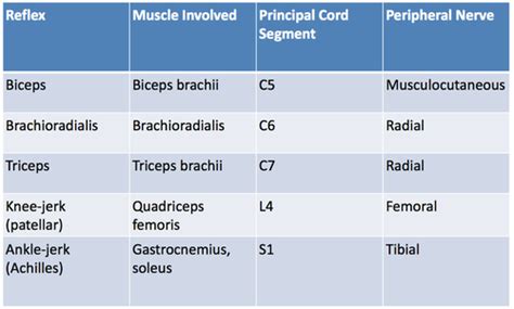 Deep Tendon Reflex Chart