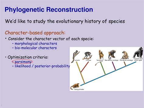 PPT Phylogenetic Trees Parsimony Tutorial 11 PowerPoint Presentation ID 601386