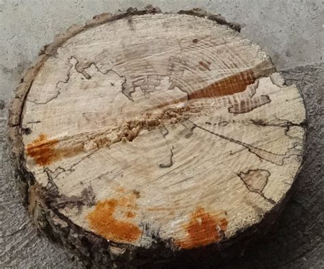 Sawed Tree Bleeding Orange Contractor Talk Professional Construction And Remodeling Forum