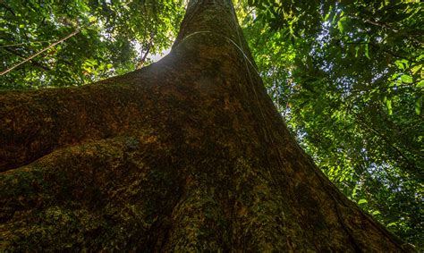 Carbon Verification Smithsonian Tropical Research Institute