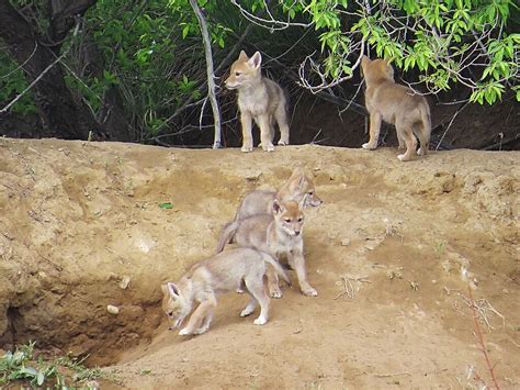 How To Spot A Coyote Den On A Hike Bushcraft Base Camp
