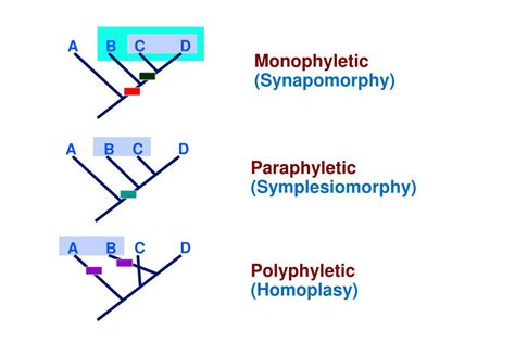 Ppt Phylogenetic Concepts Powerpoint Presentation Free Download Id