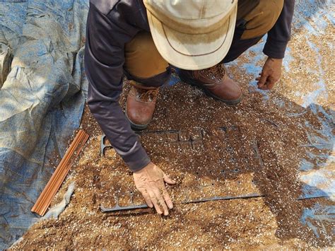 메리골드 씨앗 파종방법과 모종재배 한방에 정리 네이버 블로그 메리골드 씨앗 파종방법과 모종재배 한방에 정리 네이버 블로그