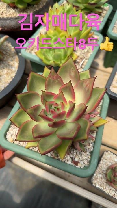 여름이라 물은 부족하나 미모는 여전한 오키드 스타8두👍👍김자매다육 Succulent 다육식물 수제화분 오키드스타창금 Youtube