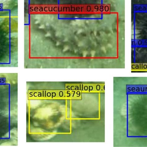Failure Cases On Marine Object Detection Task Download Scientific Diagram