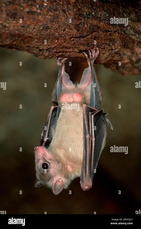 Egyptian Fruit Bat Facts