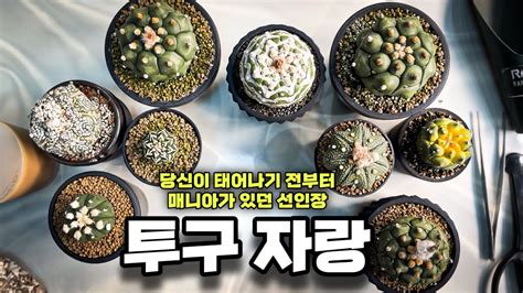 투구 선인장 자랑 주절주절 1편 Awesome Astrophytum Asterias Youtube