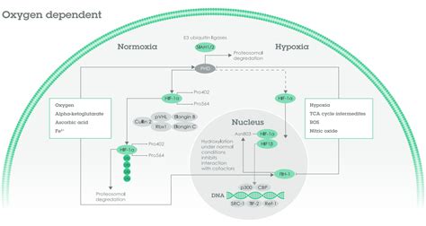 HIF α pathway Abcam