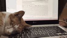 Typing Cat S Download And Share
