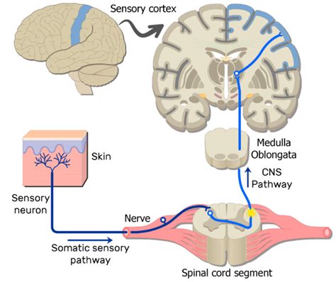 Primary Somatosensory Cortex Location And Function Getbodysmart