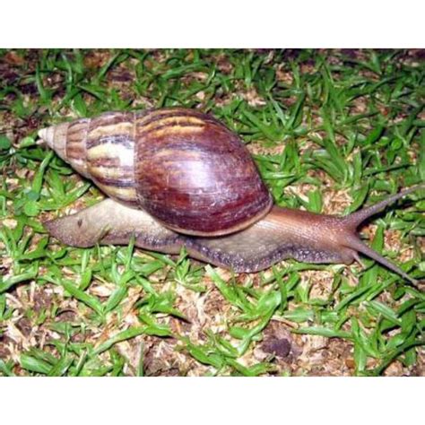 Detail Macam Macam Siput Koleksi Nomer 8