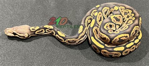 210 Hypo New Line Of Hypo Done Genetics And Species Morphmarket Reptile Community