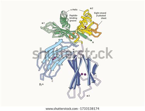 Diagrammatic Structure Class Hla Molecule Medical Stock Vector Royalty