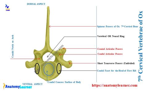 7th Cervical Vertebrae Of Ox With Diagram Anatomylearner