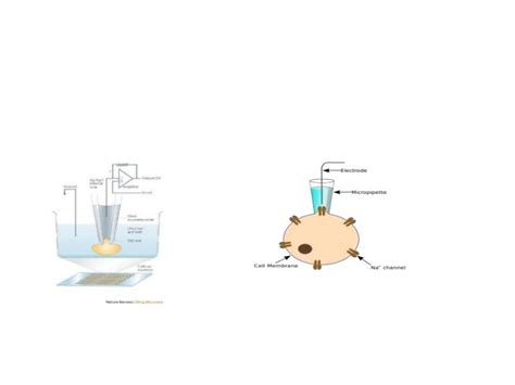 Patch Clamp Technique