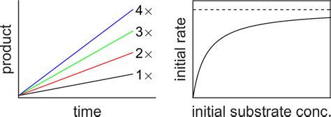 Enzyme Kinetics Thermodynamics And Kinetics Documentation
