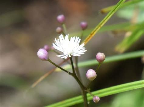 はなQ シギンカラマツ キンポウゲ科 カラマツソウ属 草花や樹木の図鑑