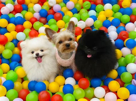 강아지 이름 추천 갈색 흰색 검정색 예쁜 강아지 이름 짓기 네이버 블로그