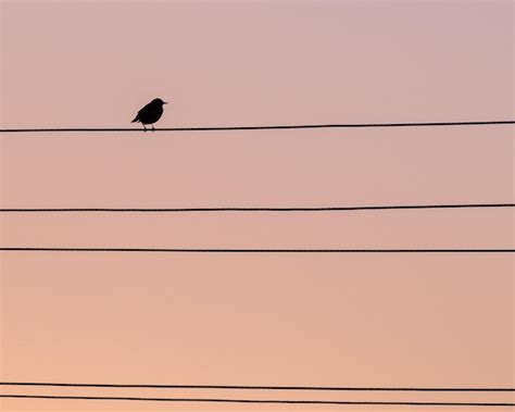 Premium Photo Lonely Bird On A Wire Thrush Pink Sunset Loneliness