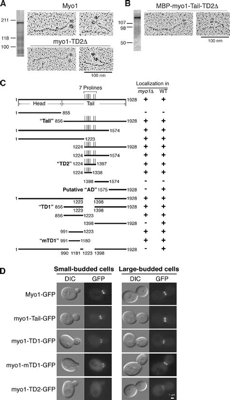 Figure 1 From Biphasic Targeting And Cleavage Furrow Ingression