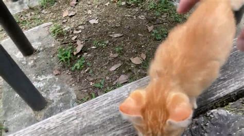 Cat45 ニコニコニュース オリジナル