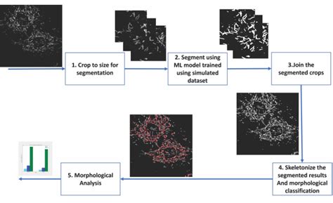 Analyzing Mitochondrial Morphology Through Simulation Supervised Learning