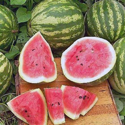 Watermelon Calsweet Seeds Buy Online At Chili