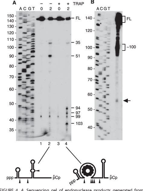 Figure 1 From Role Of Bacillus Subtilis Rnase J1 Endonuclease And 5
