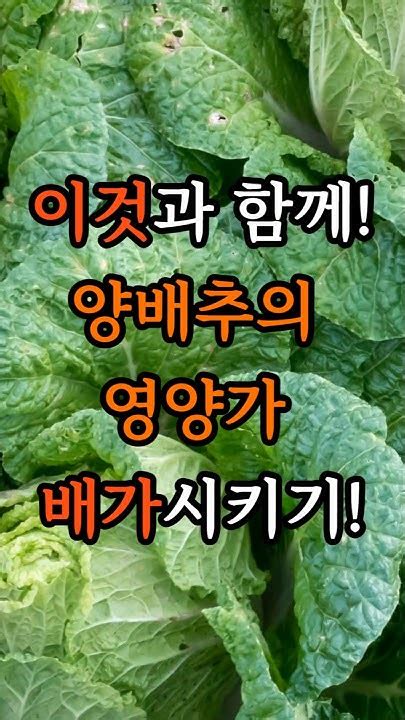 양배추와 함께 먹으면 영양가를 배가 영양가 양배추 독소 채소 건강 생활 음식 요리 식사 아침식사 냉동 냉장
