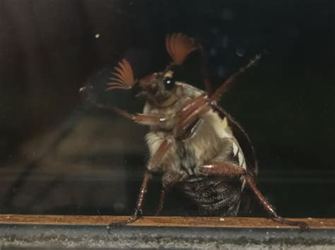 Whats This Cute Moth Rentomology