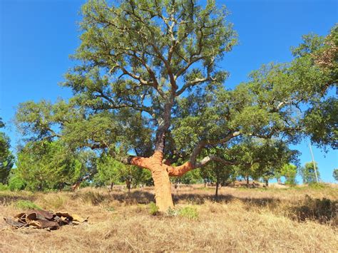 The Amazing Benefits Of Cork Stoppers Recycling Corkcycle