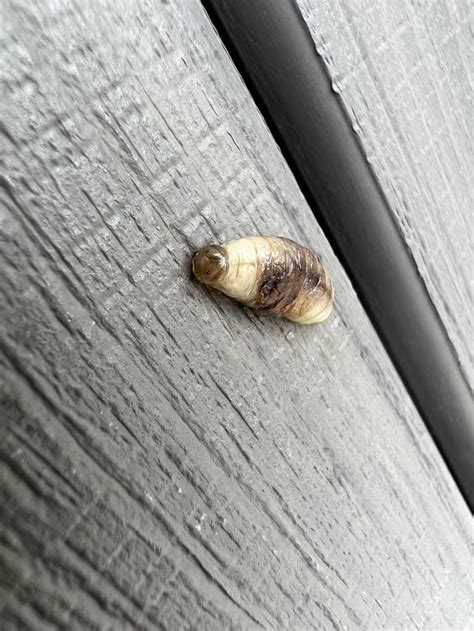 Headless Bugs Showing Up In Il Rwhatisthisbug
