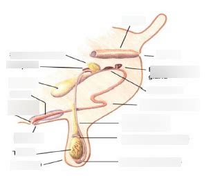 Male Sheep Reproductive Organ Diagram Quizlet