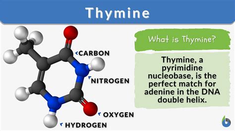 Thymine Nucleotide Structure