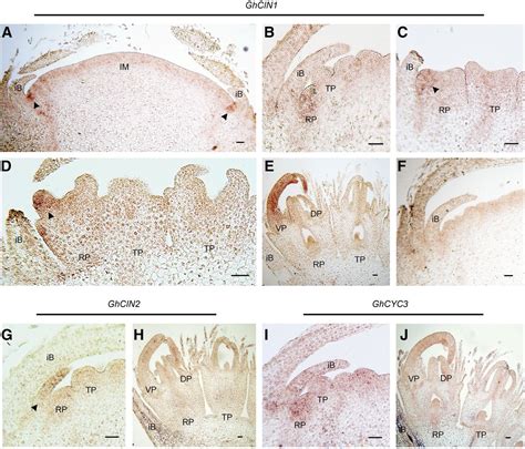 On The Inside Molecular Regulation Of Asteraceae Inflorescence