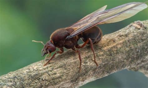 Las Hormigas Chicatanas Unos Insectos Que Conquistan Paladares El
