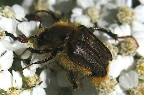Bumble Bee Scarab Beetle Lichnanthe Rathvoni Bugguidenet
