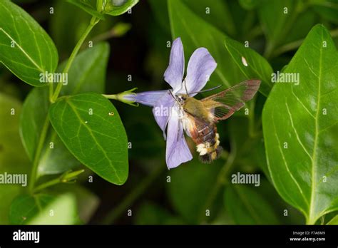 Broad Bordered Bee Hawk Moth Broad Bordered Bee Hawkmoth Hummelschwärmer Hemaris Fuciformis