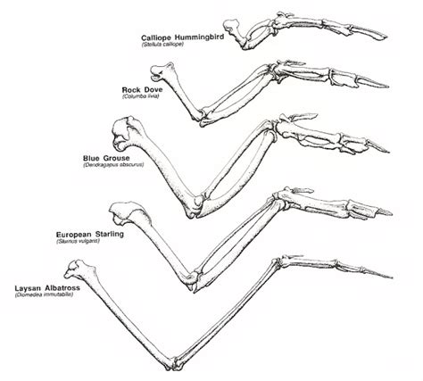 Bird Wing Anatomy Bones